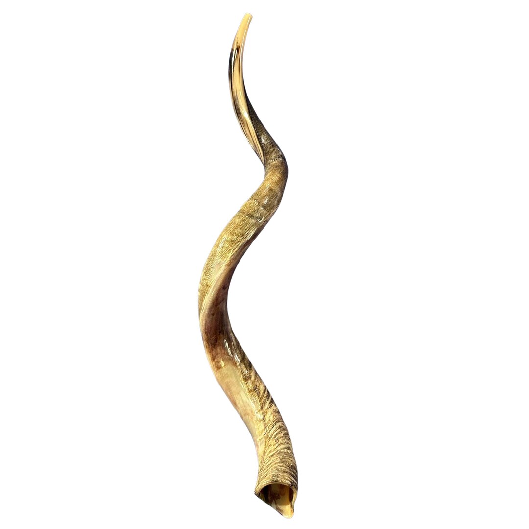 Kudu Yemenite Shofar XXL (45" Around Curls) Genuine Antelope Horn ...