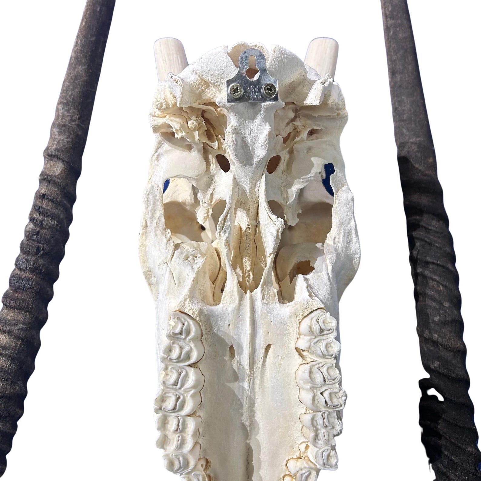 Real Oryx Skull African Wall Art Skull Taxidermy Man Gift Trophy Size ...