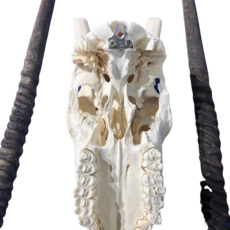 Real Oryx Skull African Wall Art Skull Taxidermy Man Gift Trophy Size ...