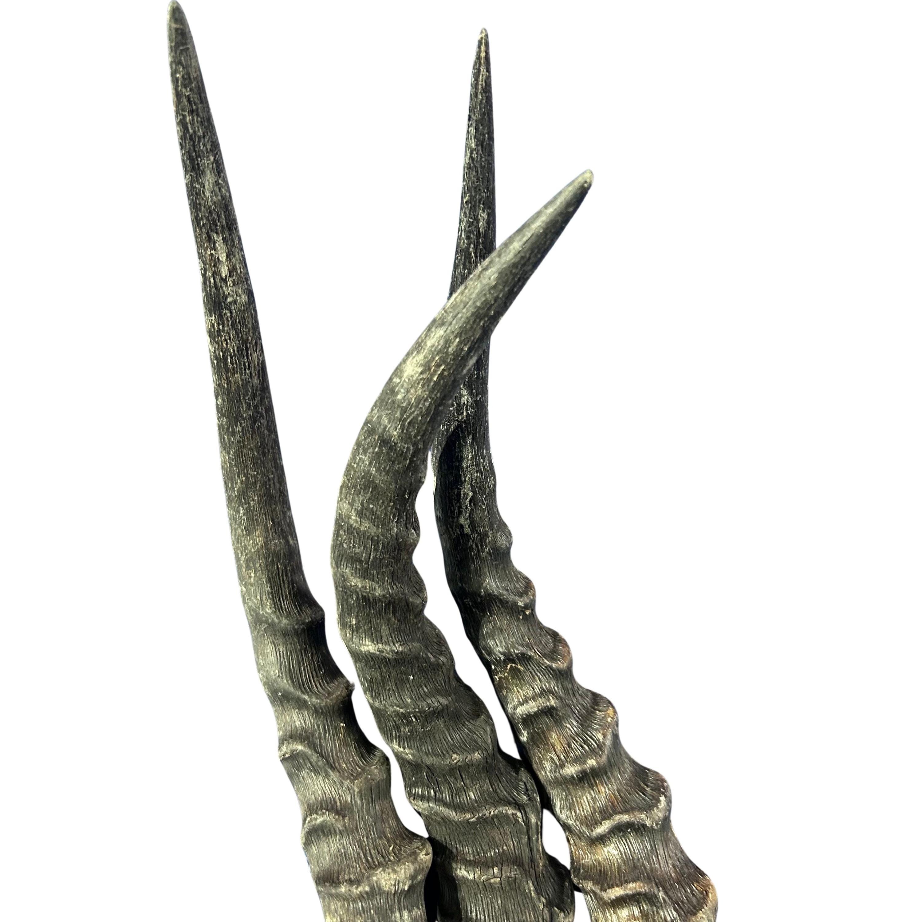 Impala Horn - Real Horn Antlers Arts and Crafts Real Horns Real Deer ...