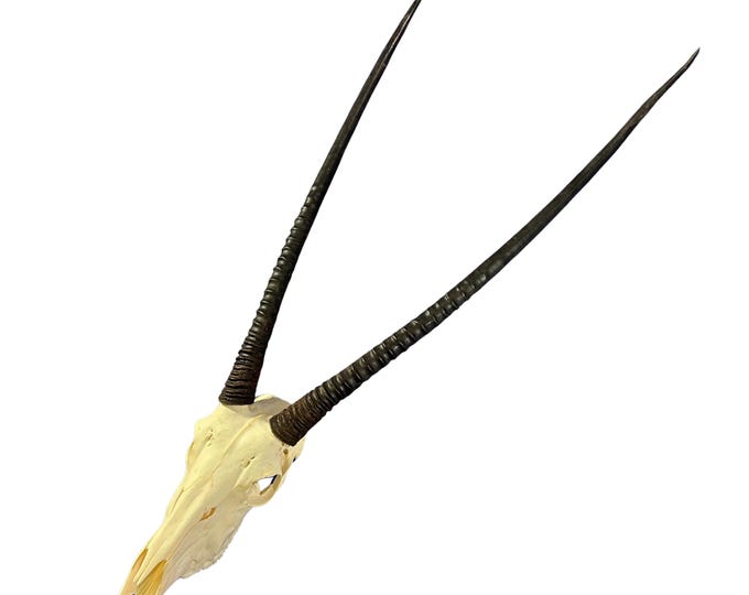 Real Oryx Skull African Wall Art Skull Taxidermy Man Gift Trophy Size ...