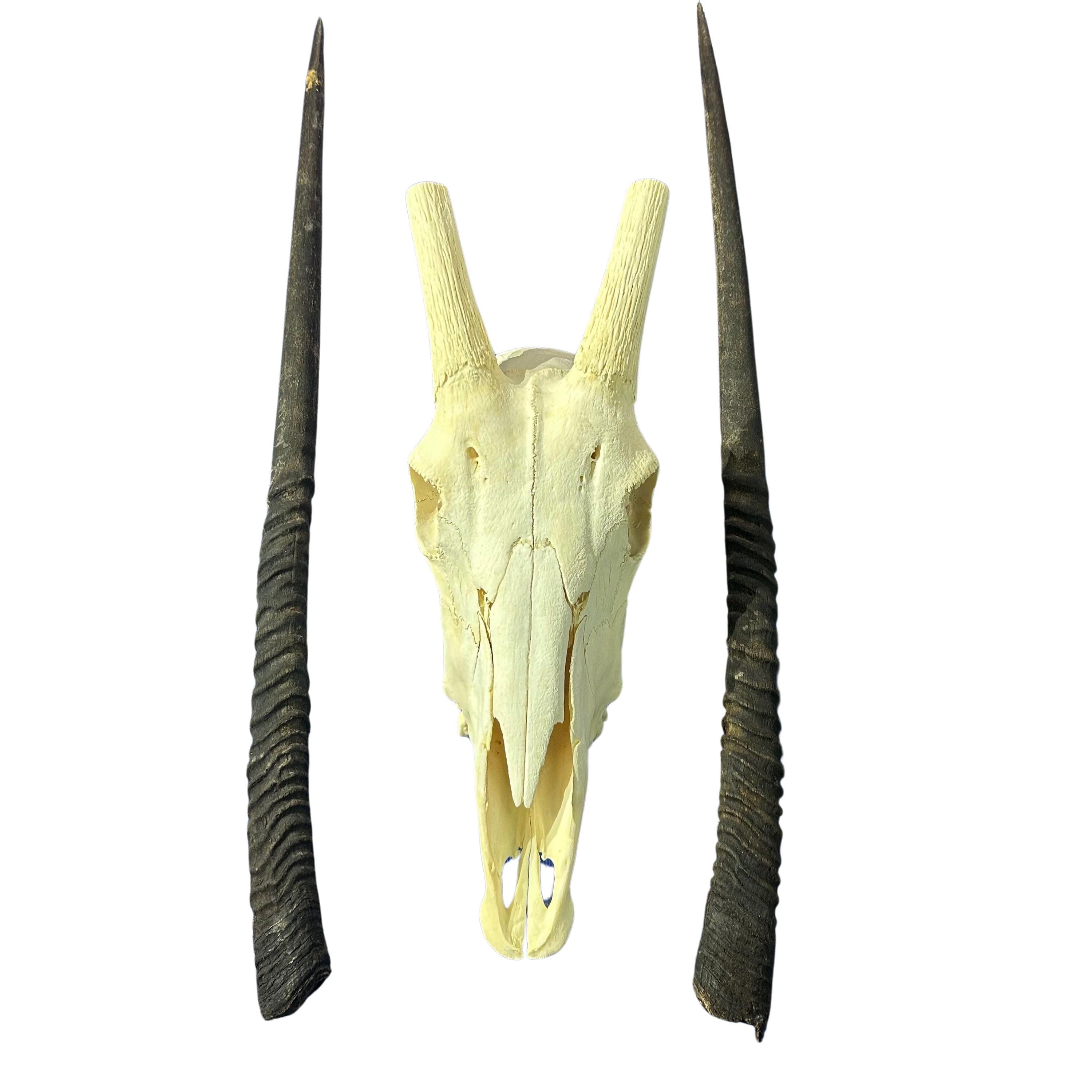 Real Oryx Skull African Wall Art Skull Taxidermy Man Gift Trophy Size ...