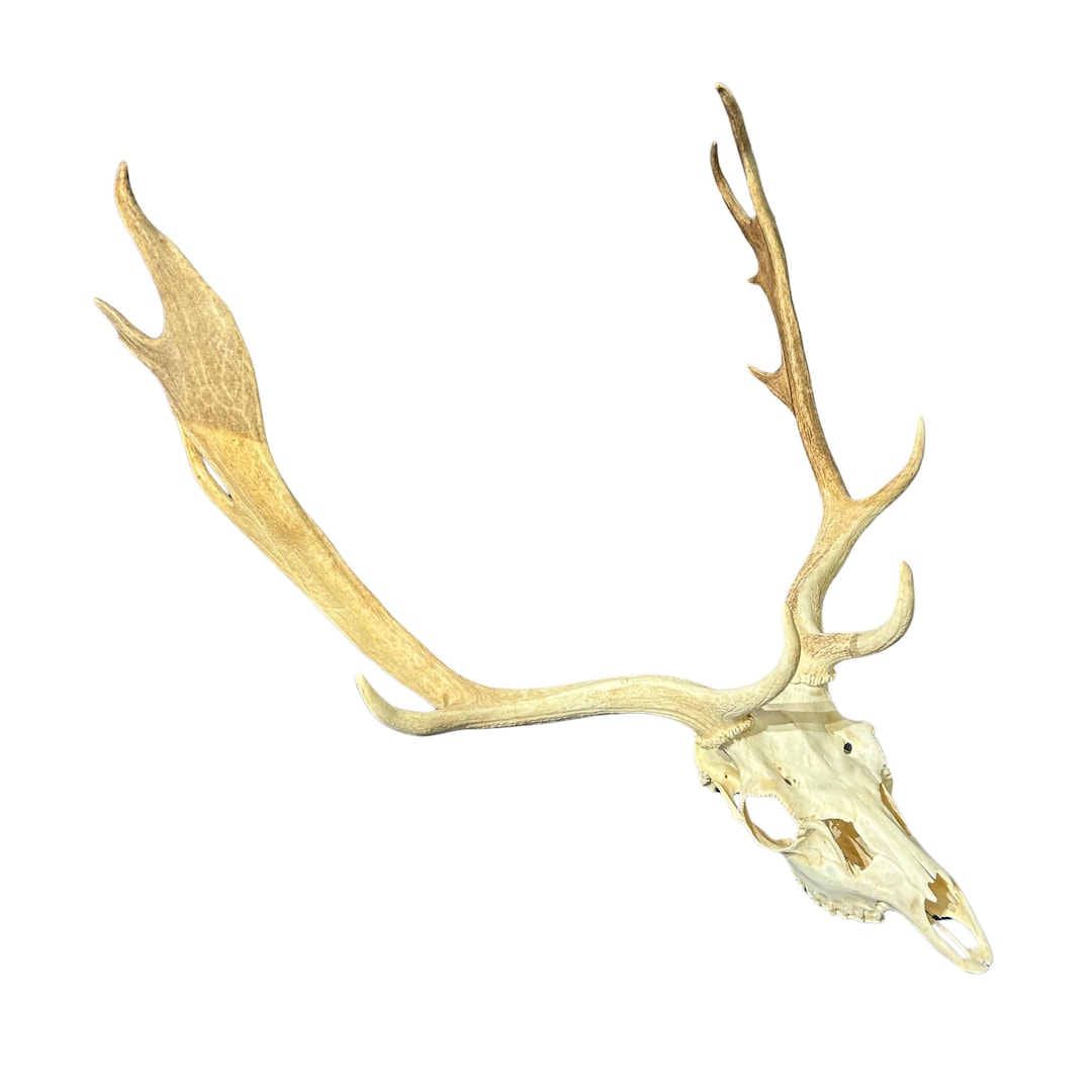 Fallow Deer Skull - Real Deer Skull - Antler Horn Mount Taxidermy ...