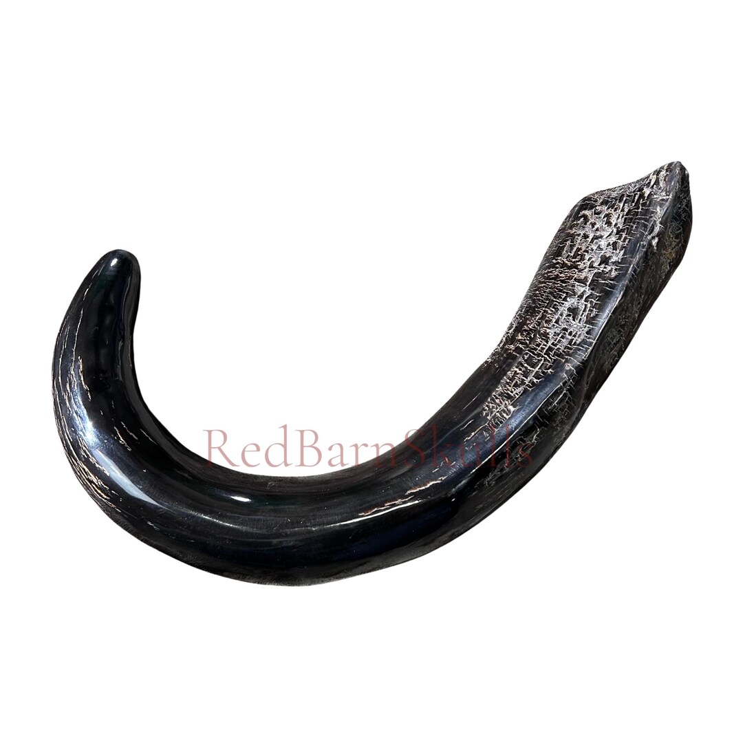 Cape Buffalo Yemenite Shofar - Genuine Cape Buffalo Horn - Around 23 ...