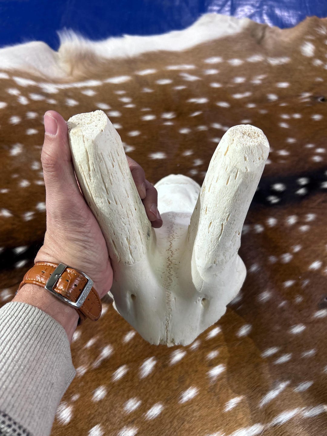 Antelope Skull Cap - Real Antelope Skull Cap - Approximate Size: 8 ...