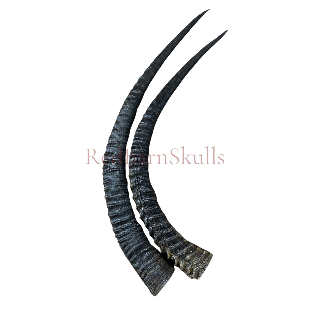 Sable Horns - Real Horn Antlers Arts and Crafts Real Horns Real Deer ...