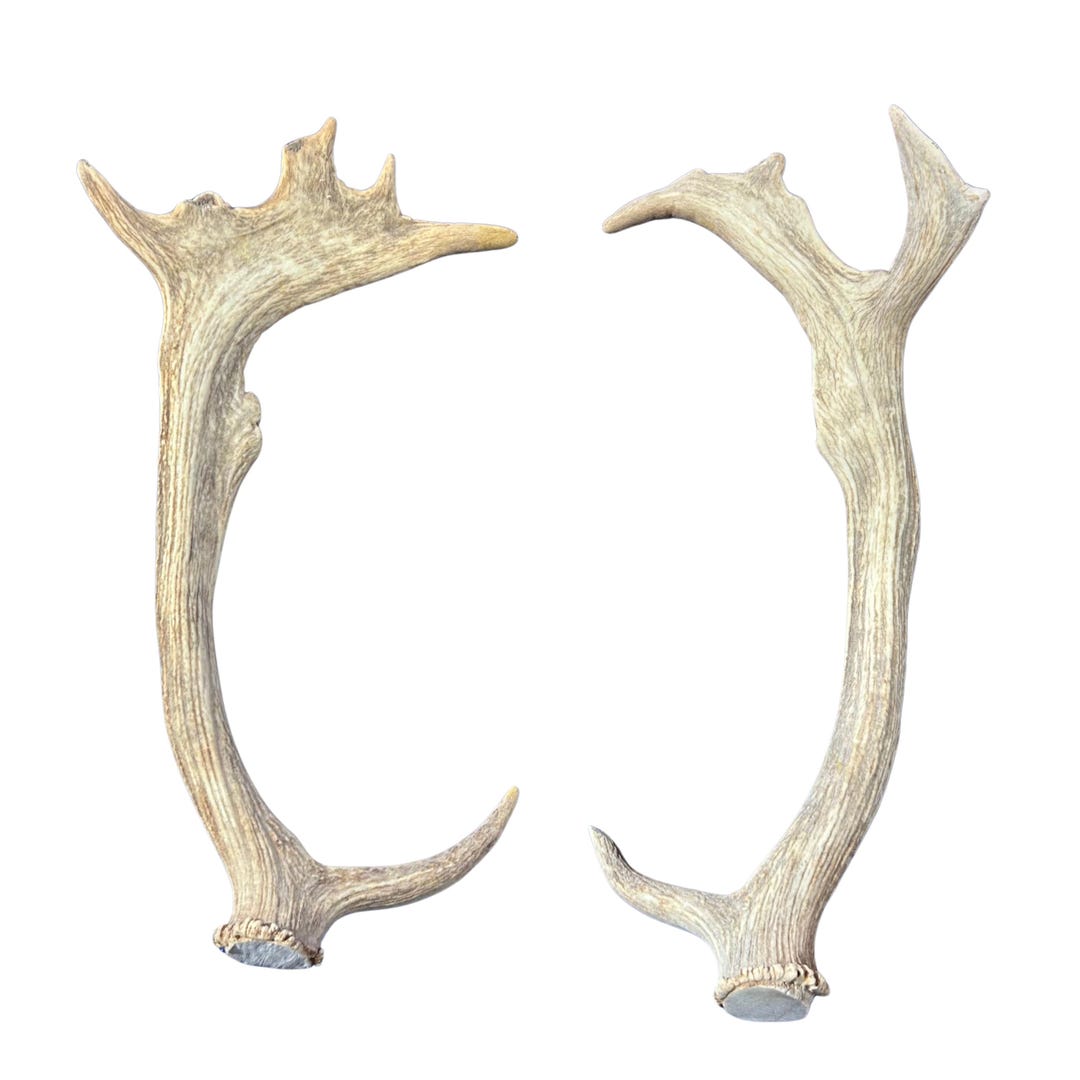 Real Fallow Deer Horn Set (2 Horns/left and Right) Horns Antlers Arts ...