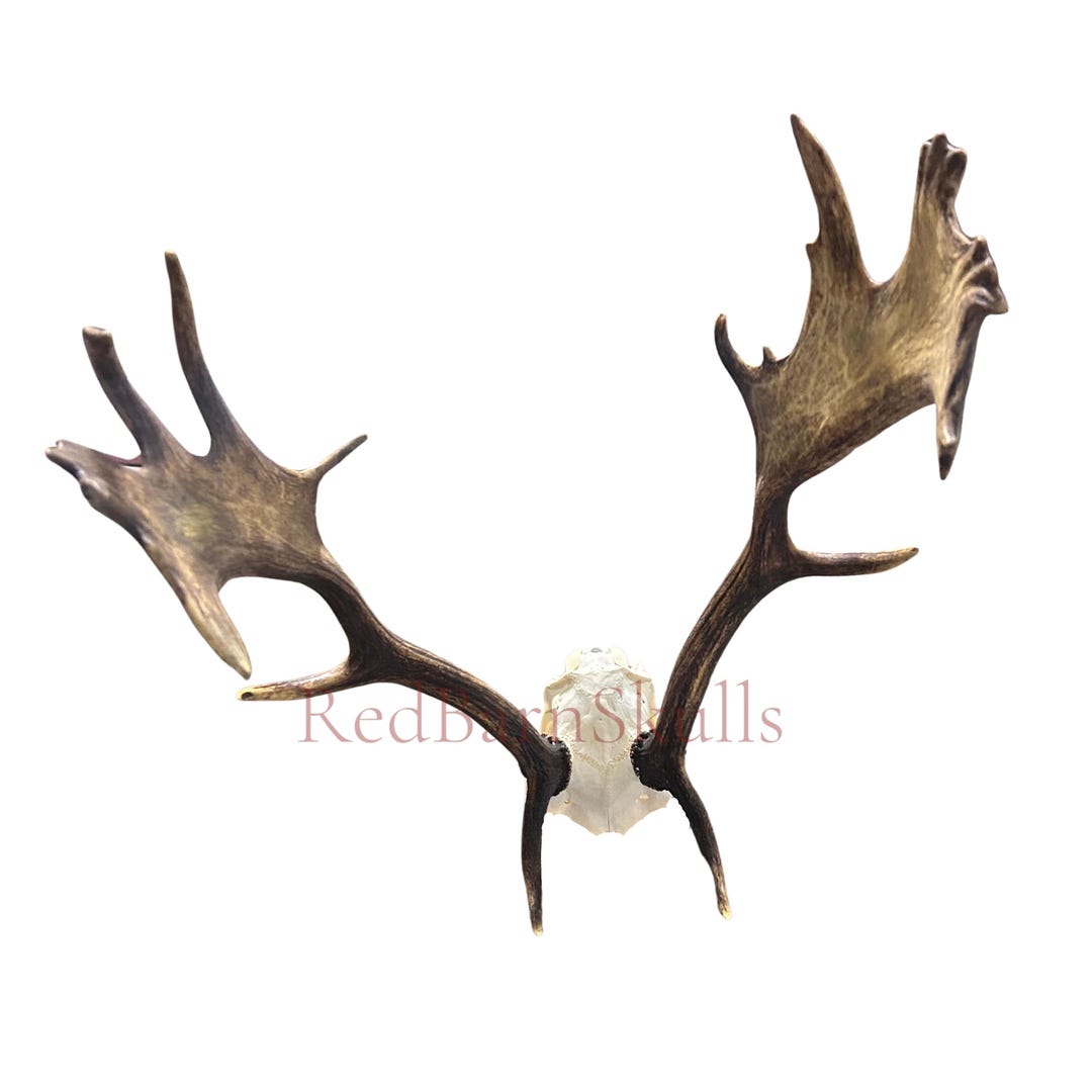 Fallow Deer Skull Real Deer Skull Antler Horn Mount Taxidermy ...