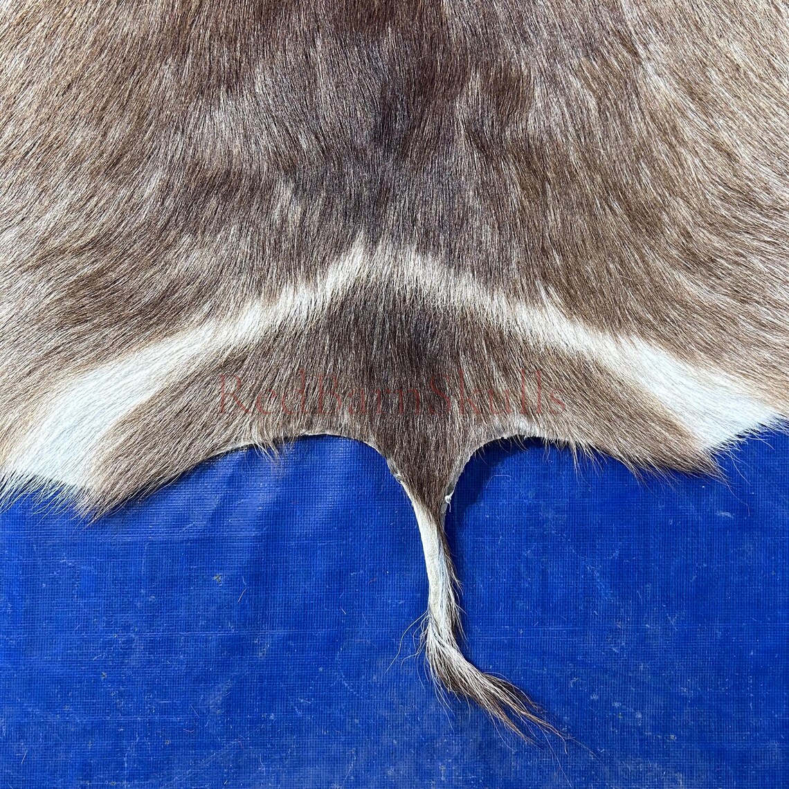 Waterbuck Skin - Deer Leather Rug -deer Skin Floor Rug - Real Waterbuck ...