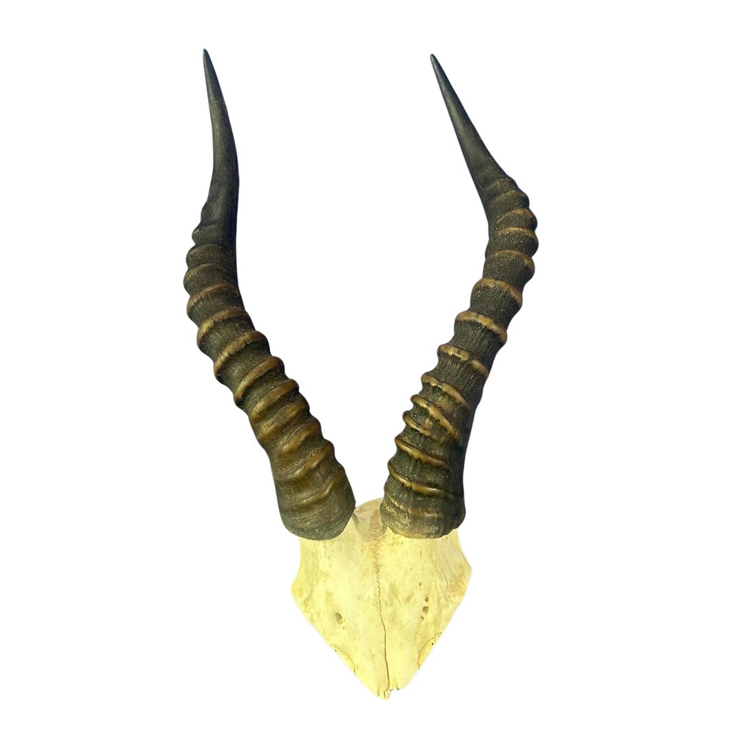 Blesbok Skull Cap- Real Deer Skull - Approximate Size: 17lx6wx9d" - Etsy