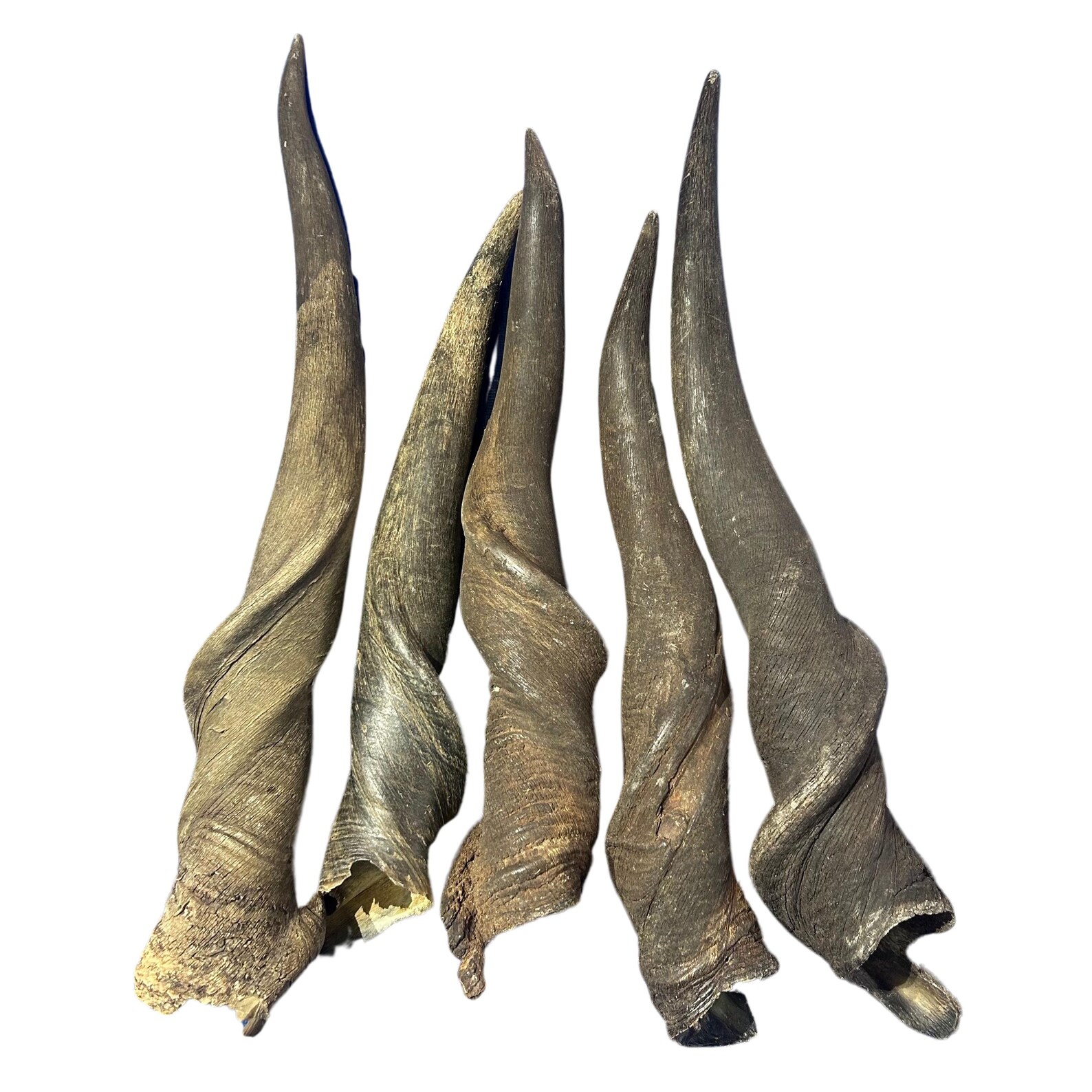 Eland Horn - 1 Antelope Horn - Real Horn Antler Arts and Crafts - Real ...