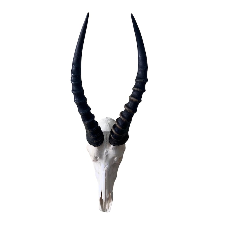 Real Blesbok Antelope Skull – Taxidermy Wall Mount, Detachable Horns ...