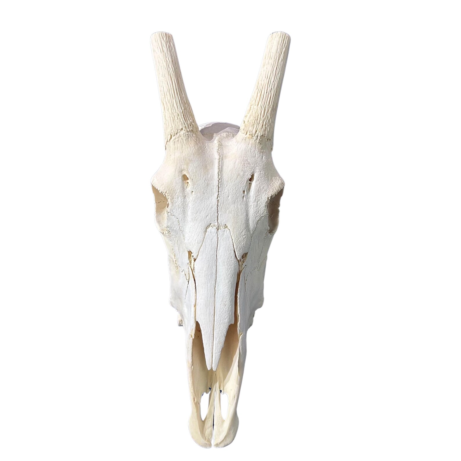 Real Oryx Skull African Wall Art Skull Taxidermy Man Gift Trophy Size ...