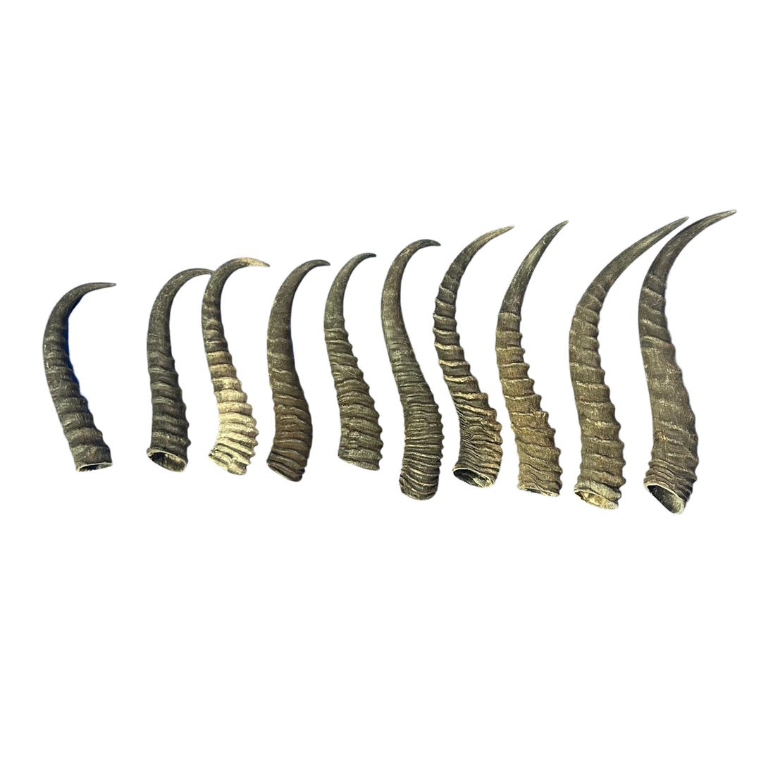 Springbok Horns - 10 Antelope Horns - Real Horn Antlers Arts and Crafts ...