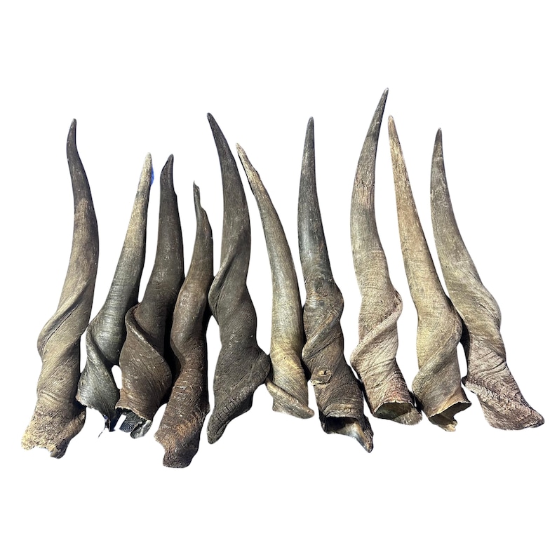 Eland Horn - 1 Antelope Horn - Real Horn Antler Arts and Crafts - Real ...