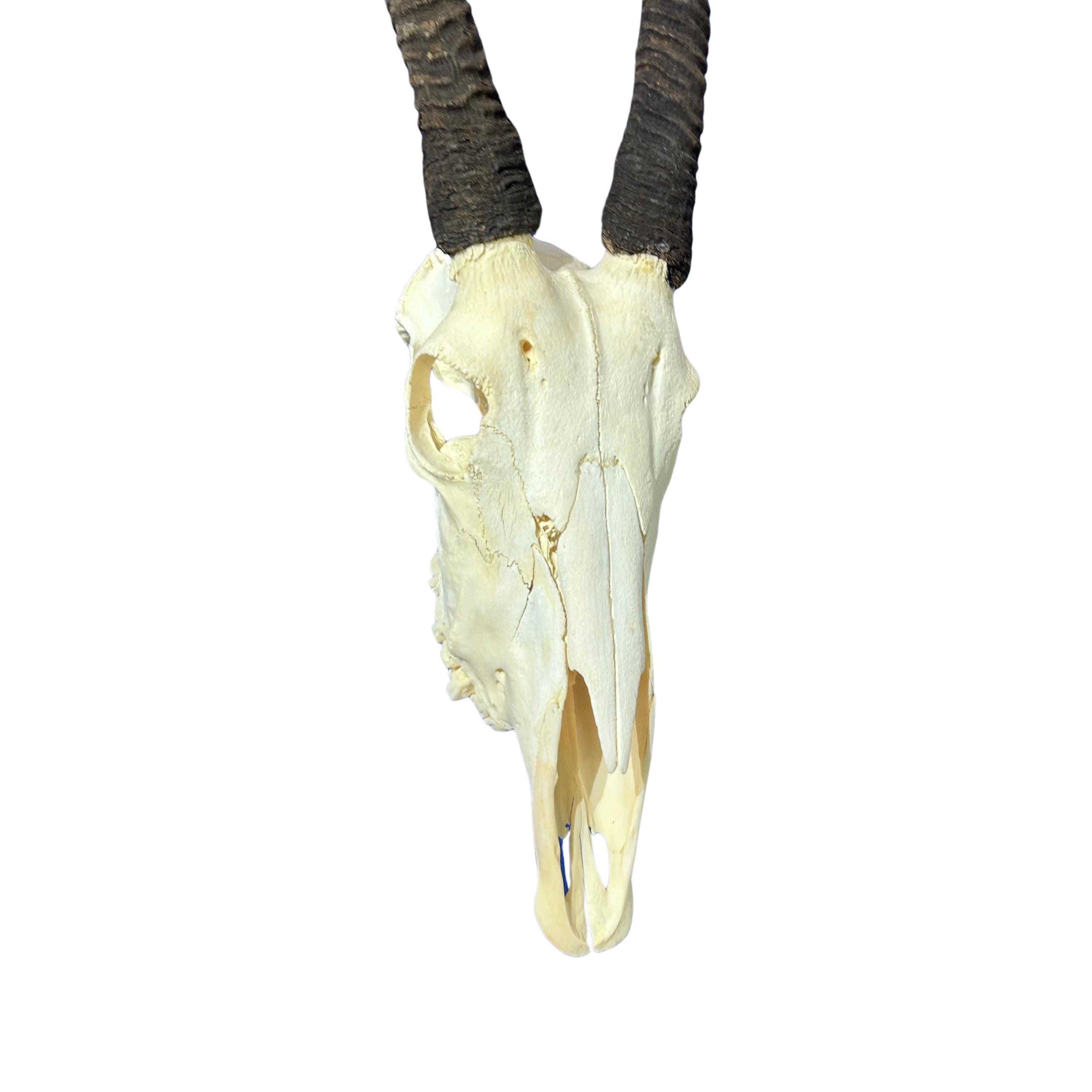 Real Oryx Skull African Wall Art Skull Taxidermy Man Gift Trophy Size ...