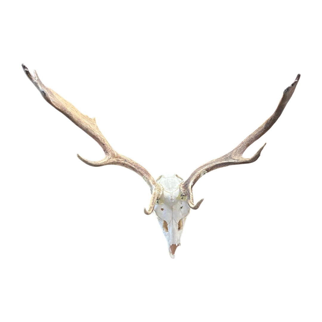 Fallow Deer Skull - Real Deer Skull - Antler Horn Mount Taxidermy ...