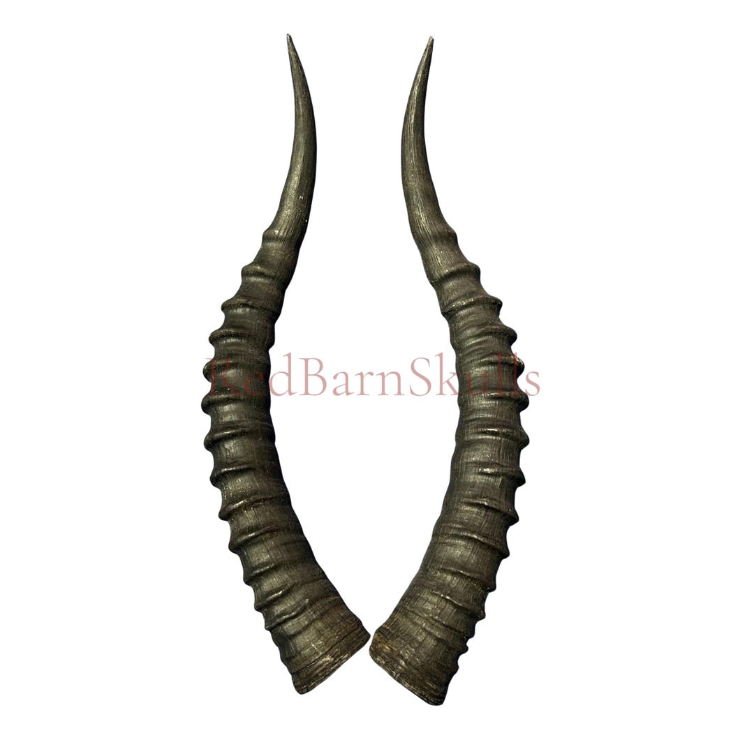Blesbok Horns - Set of 2 Horns (left and Right) Real Horn Antlers Arts ...