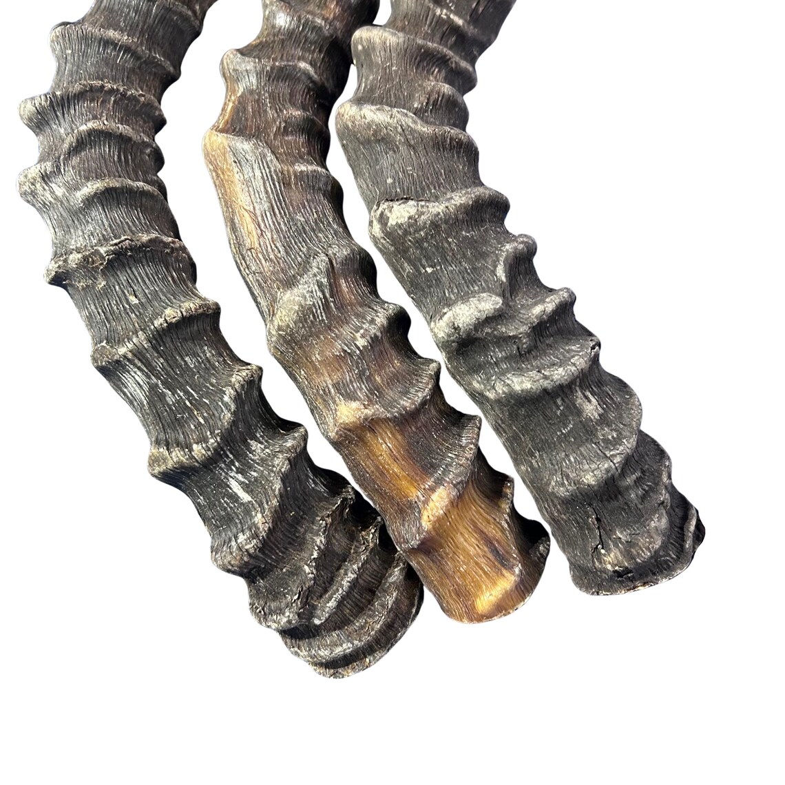 Impala Horn - Real Horn Antlers Arts and Crafts Real Horns Real Deer ...