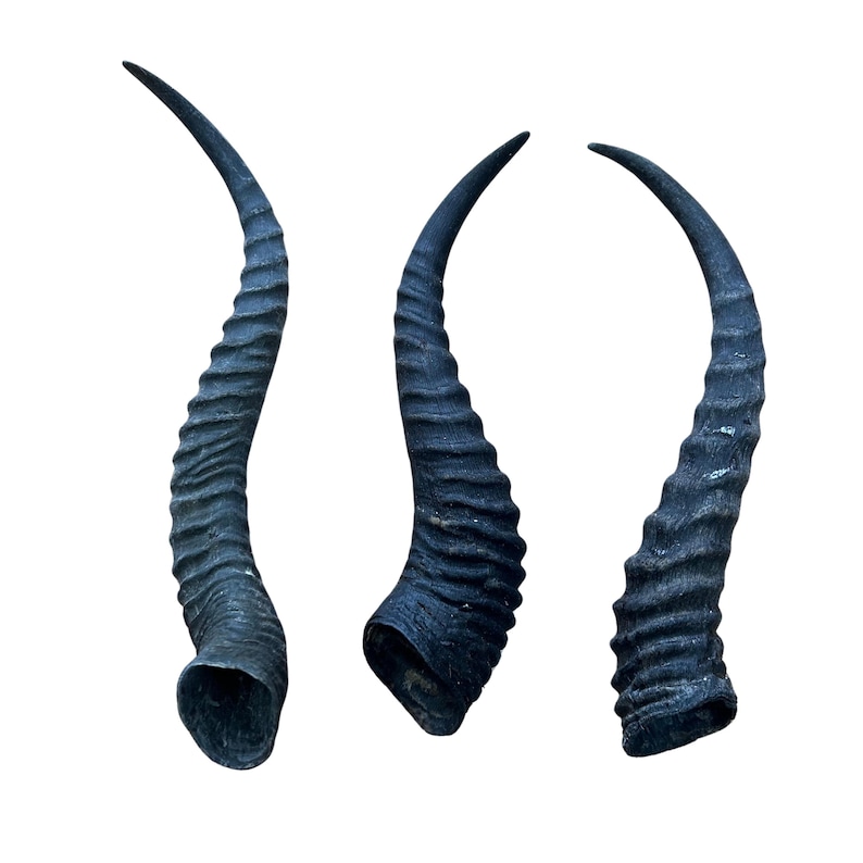 Springbok Horn - 1 Antelope Horn - Real Horn Antler Arts and Crafts ...