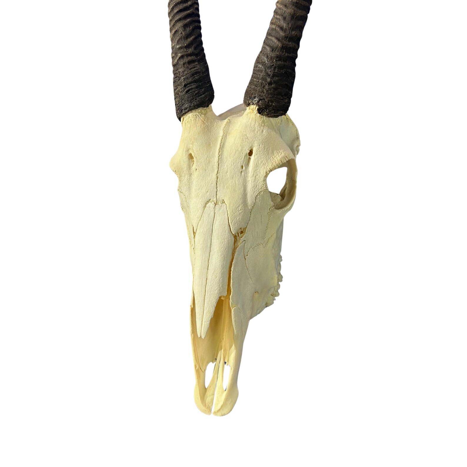 Real Oryx Skull African Wall Art Skull Taxidermy Man Gift Trophy Size ...