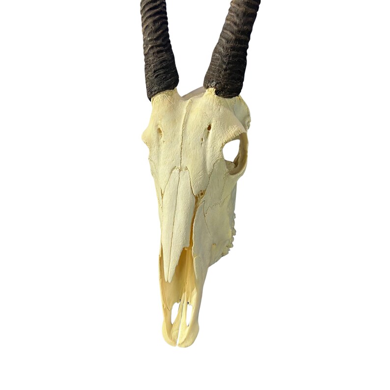 Real Oryx Skull African Wall Art Skull Taxidermy Man Gift Trophy Size ...