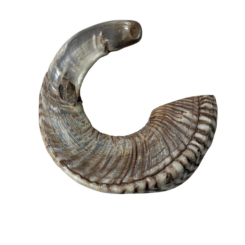 Ram Horn Shofar Semi Polished Genuine Merino Horn Arts and Crafts ...