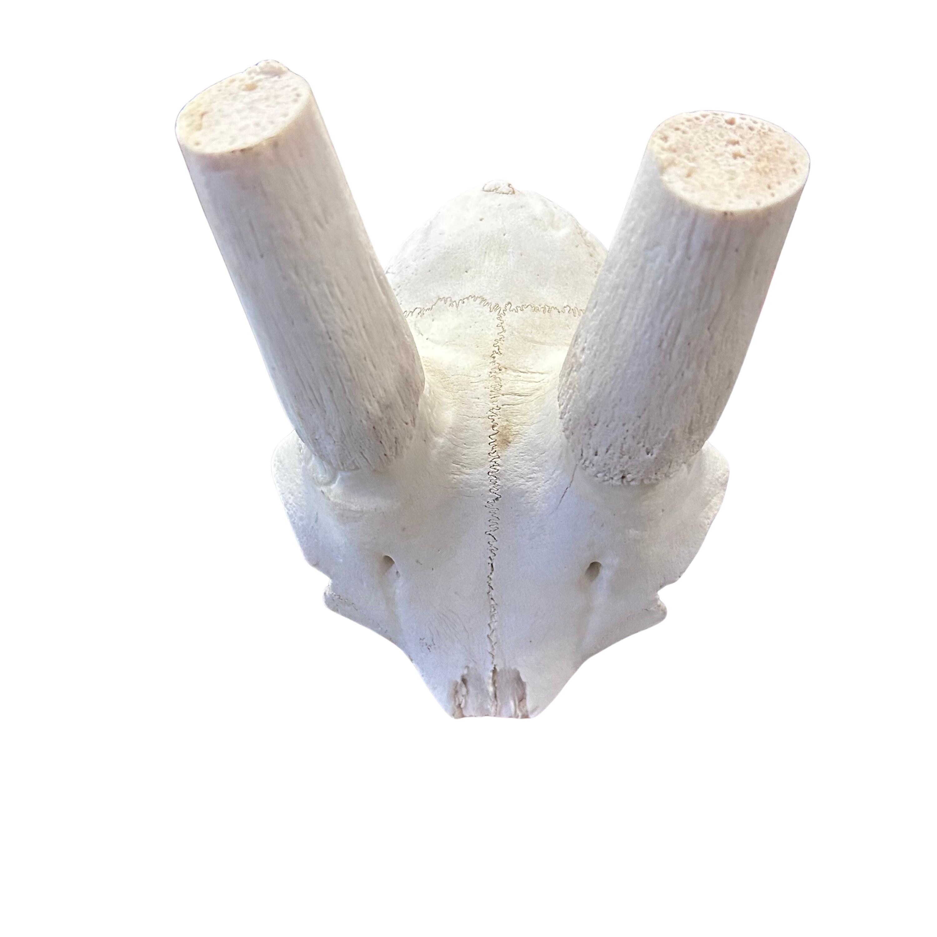 Antelope Skull - Real Sable Antelope Skull - Wall Art African Decor ...
