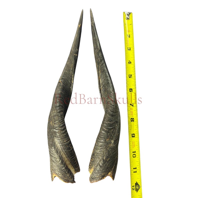 Bushbuck Horns - Real Horns Antlers Arts and Crafts Real Horns Real ...