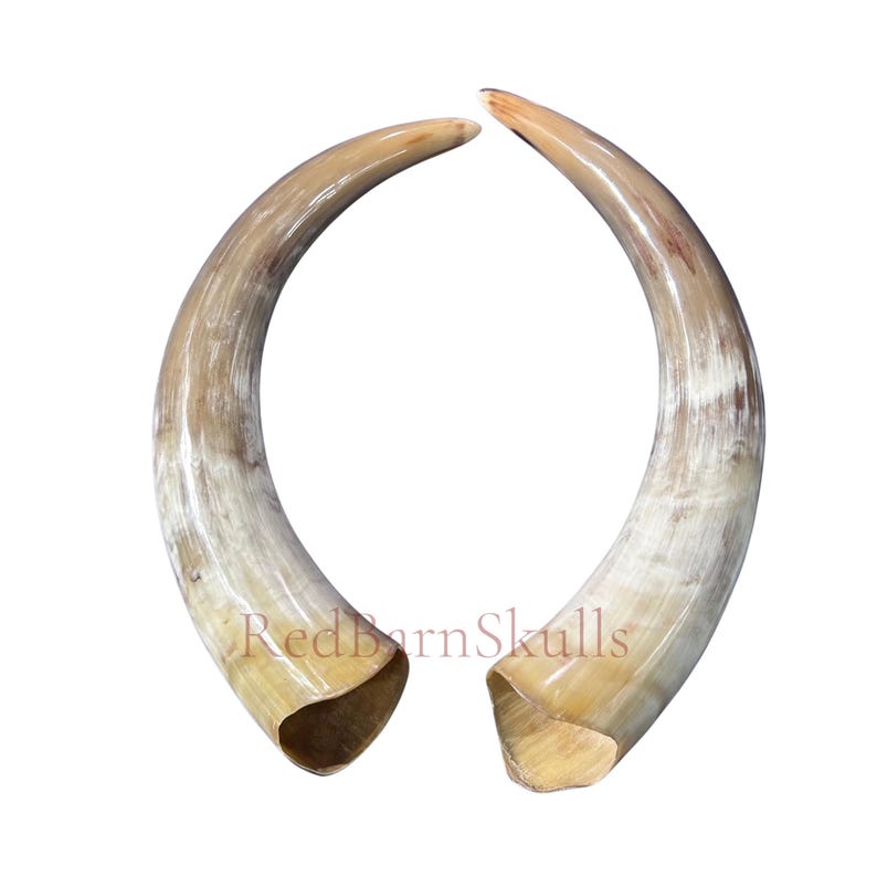Polished Ox Horn Set (2 Horns/left and Right) - 22" Long Horns Rustic ...