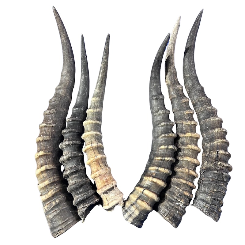 Real Bull Horns - Etsy