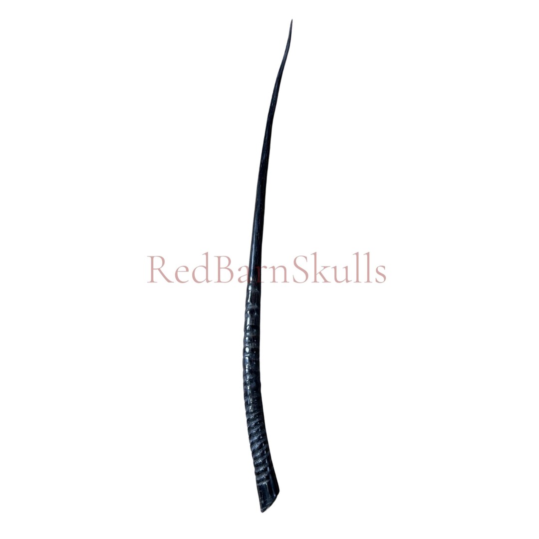 Real Oryx Horn - Genuine Gemsbok Horn Polished- Real Horns Antlers Arts ...