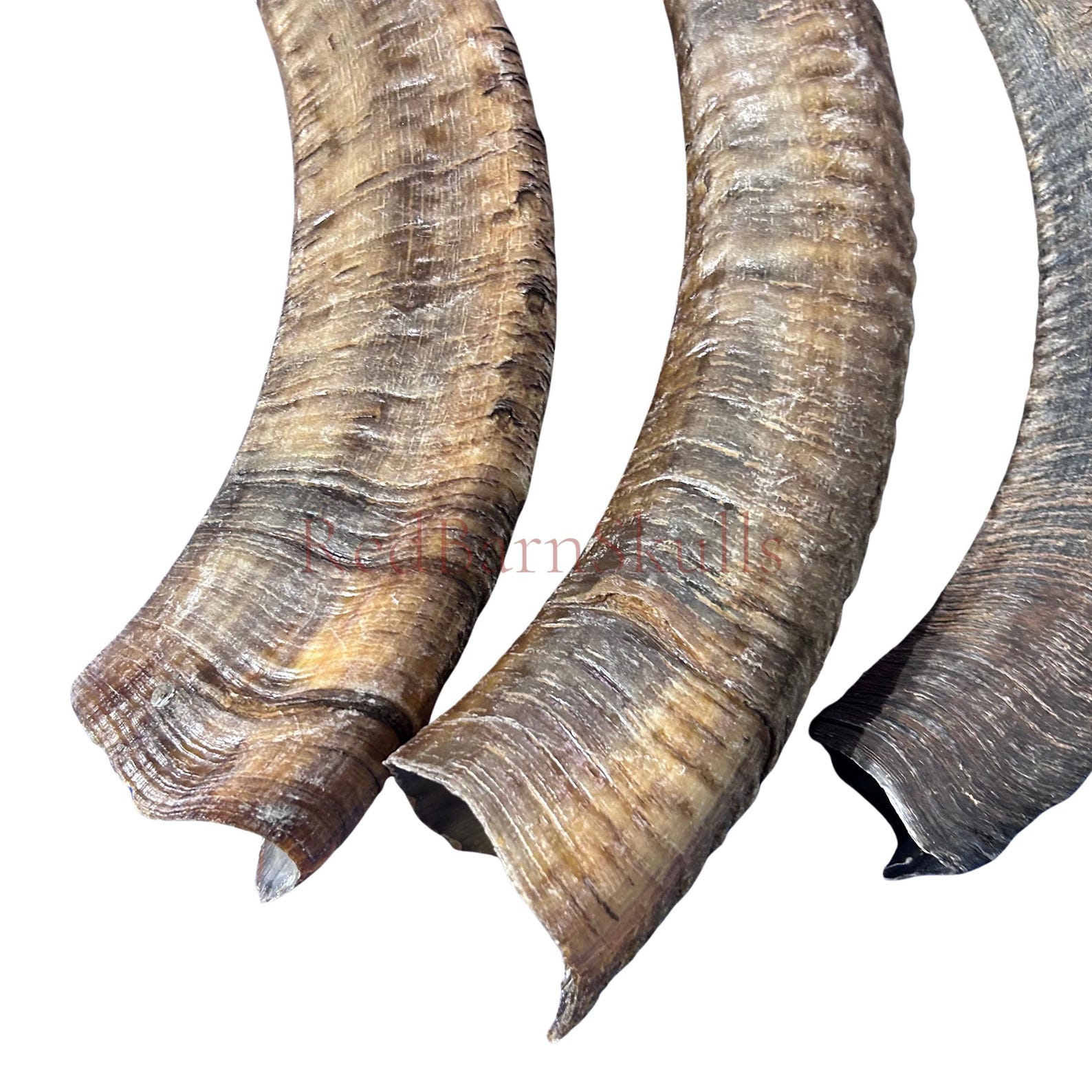 Barbary Sheep Horn - Real Horn Antlers Arts and Crafts Real Horns Real ...