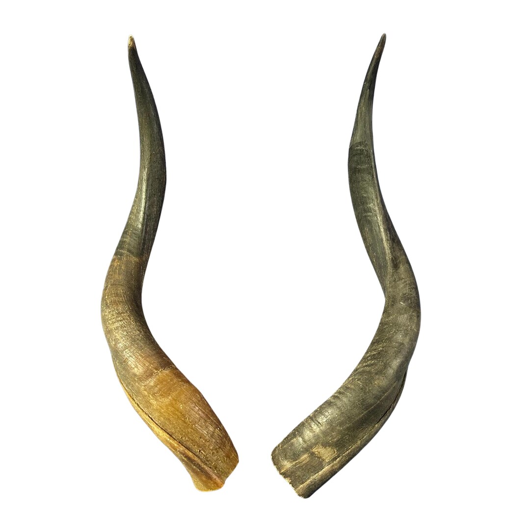 Kudu Horns - 2 Antelope Horns - Real Horn Antler Arts and Crafts - Real ...