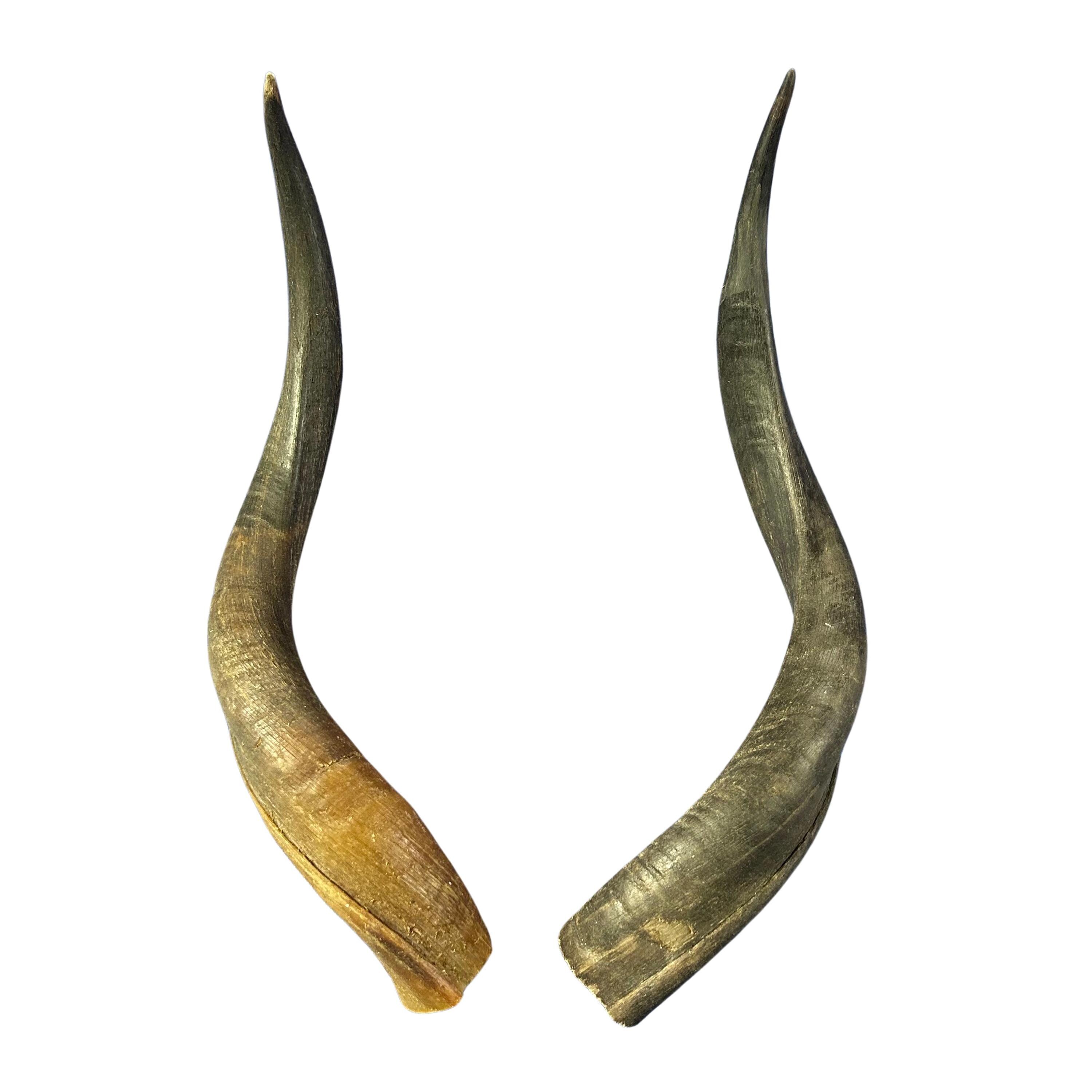 Kudu Horns - 2 Antelope Horns - Real Horn Antler Arts and Crafts - Real ...