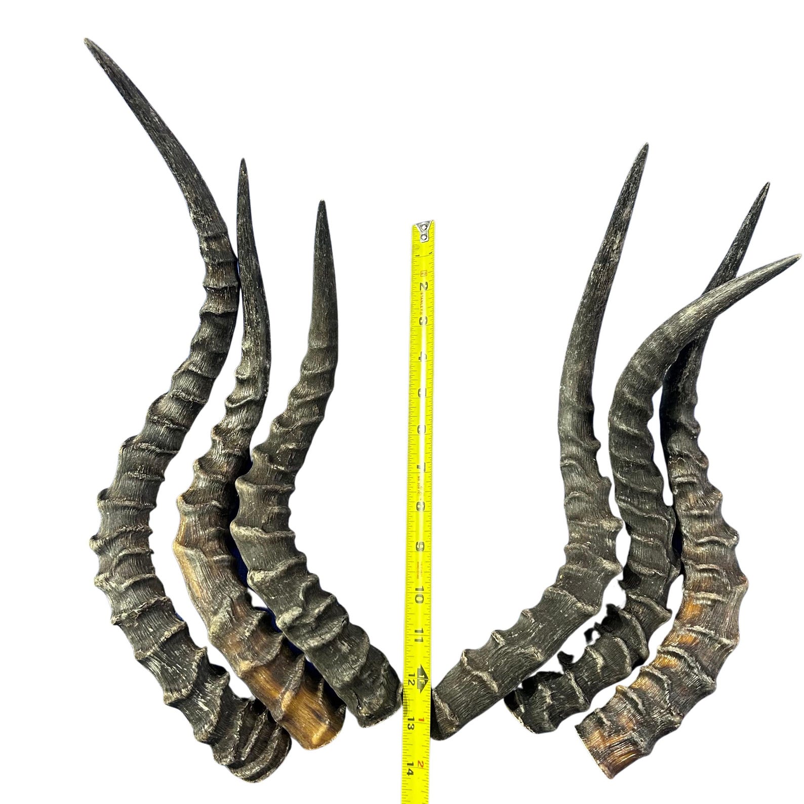 Impala Horn - Real Horn Antlers Arts and Crafts Real Horns Real Deer ...