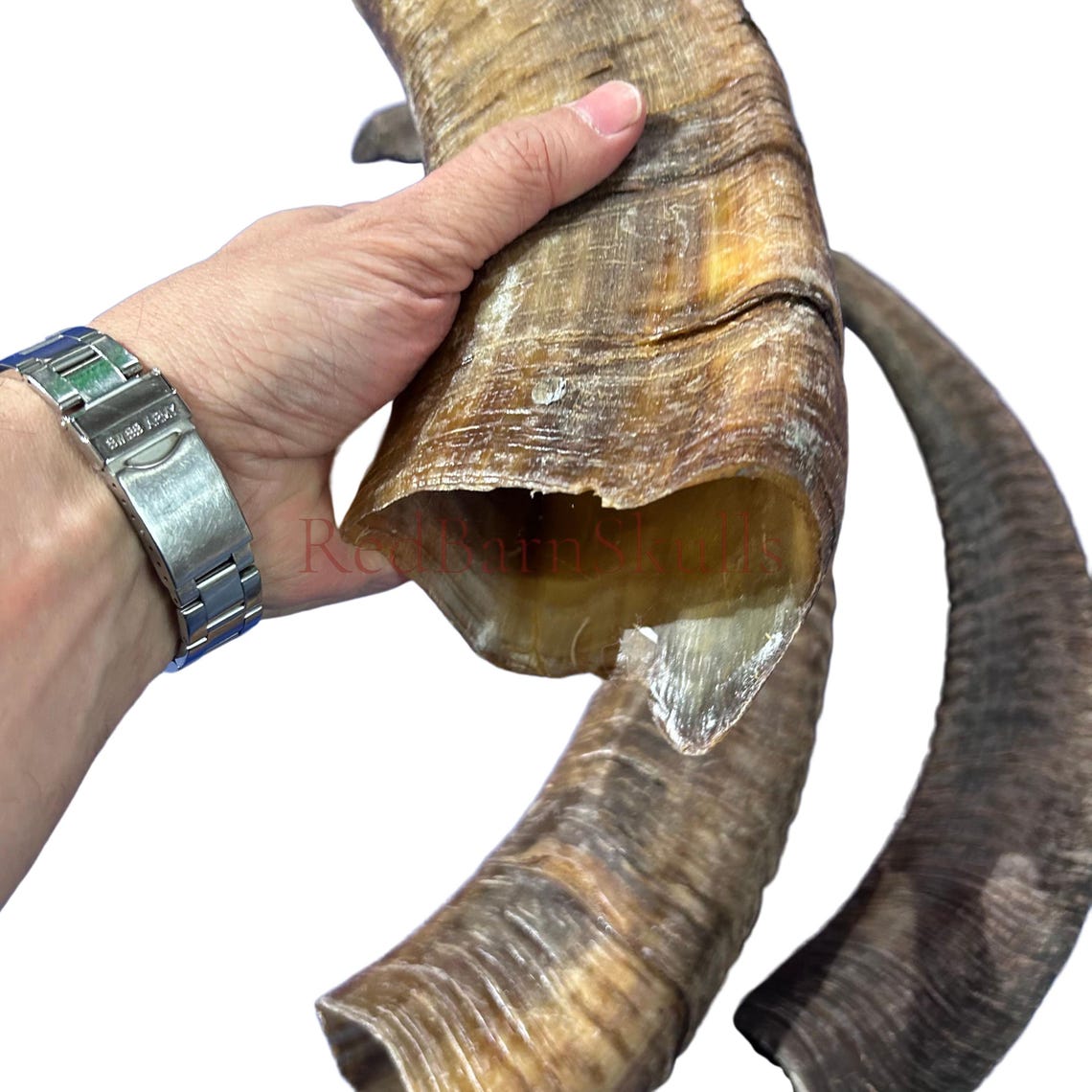 Barbary Sheep Horn - Real Horn Antlers Arts and Crafts Real Horns Real ...