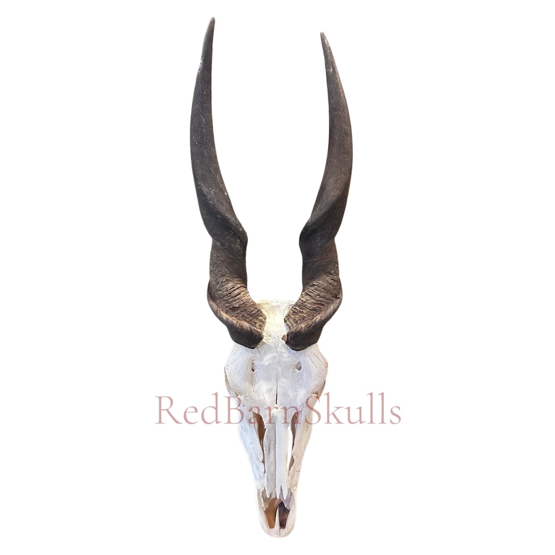 Eland Skull - Real Antelope Skull - Approximate Size: 38LX10WX7”D Real ...