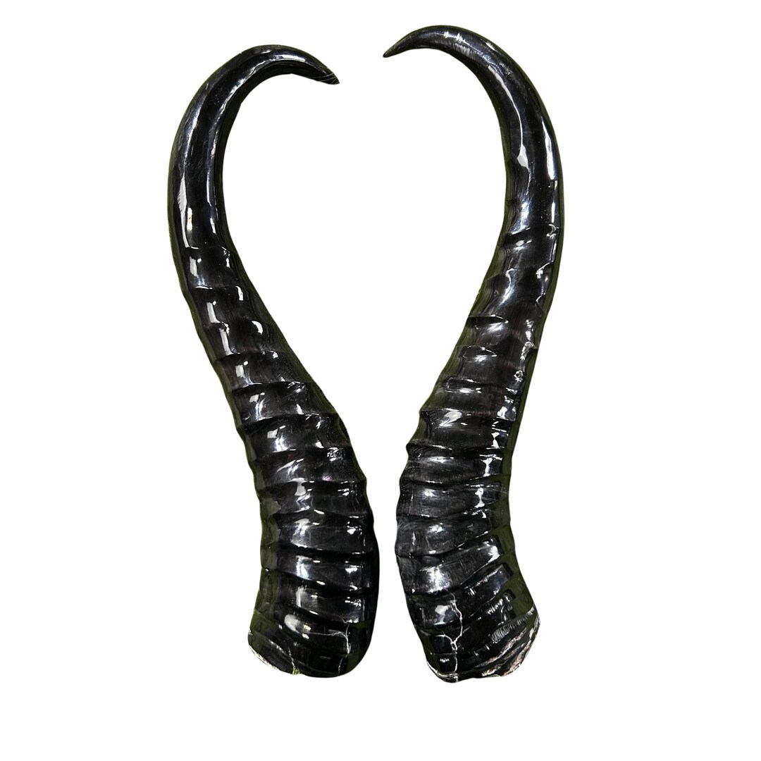 Polished Springbok Horn - Set of 2 Horns (left and Right) Horns Antlers ...