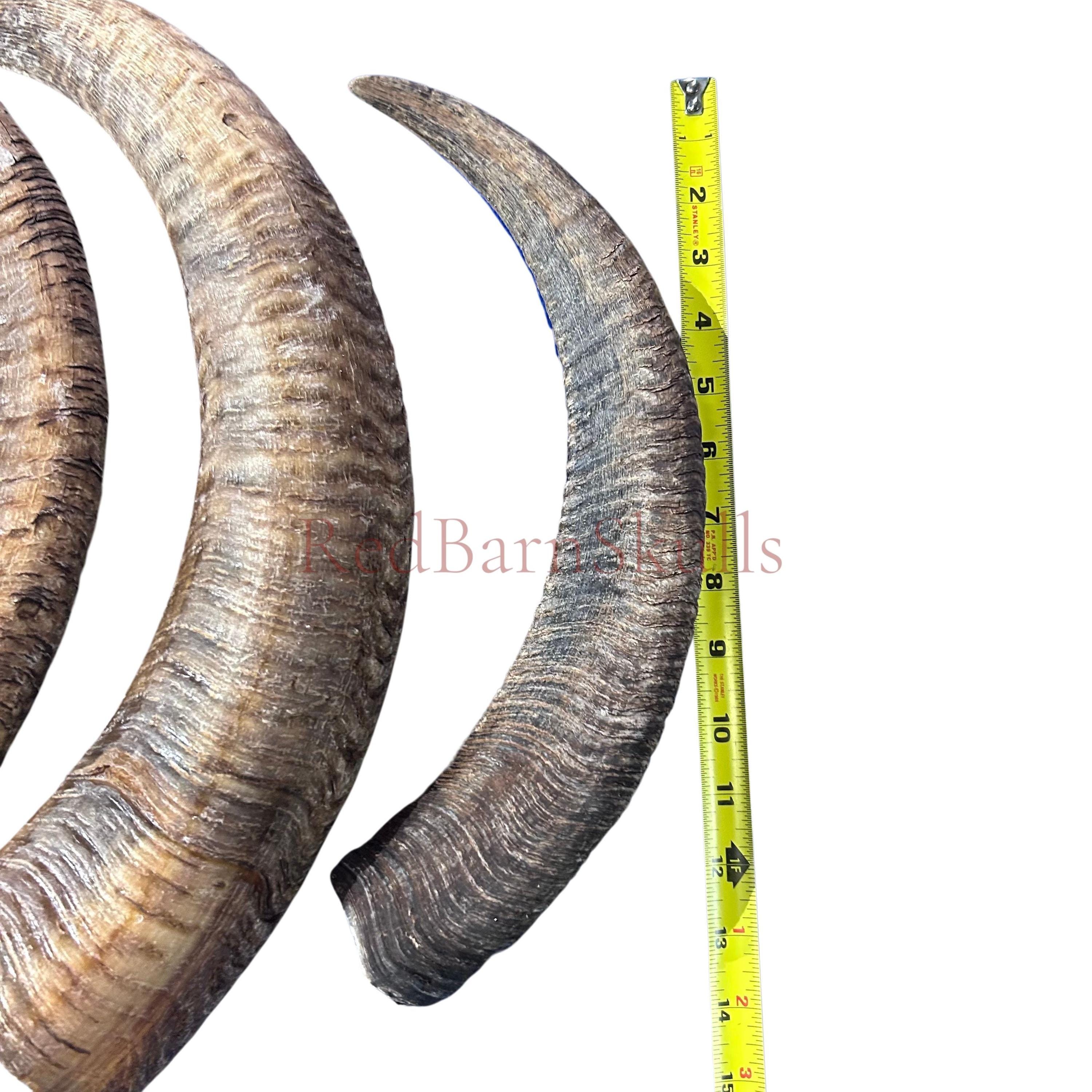 Barbary Sheep Horn - Real Horn Antlers Arts and Crafts Real Horns Real ...