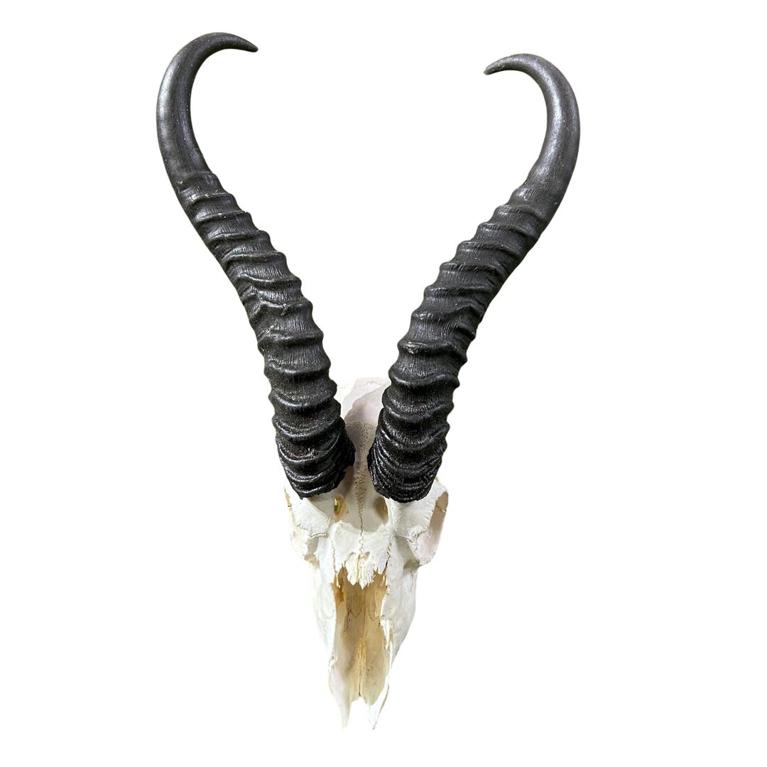 Springbok Skull - Real Deer Skull Wall Art Real Horns Antlers Taxidermy ...