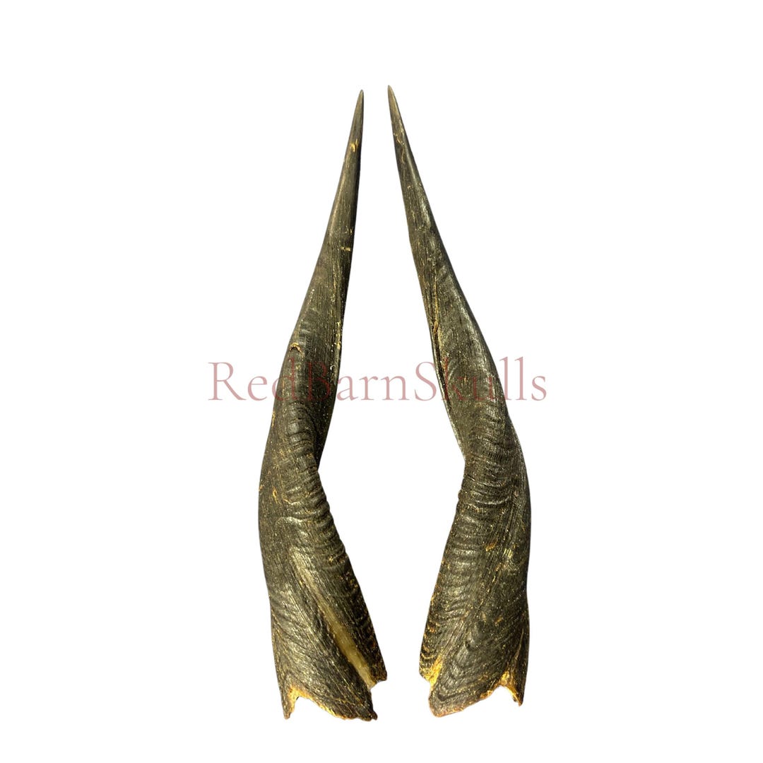 Bushbuck Horns - Real Horns Antlers Arts and Crafts Real Horns Real ...