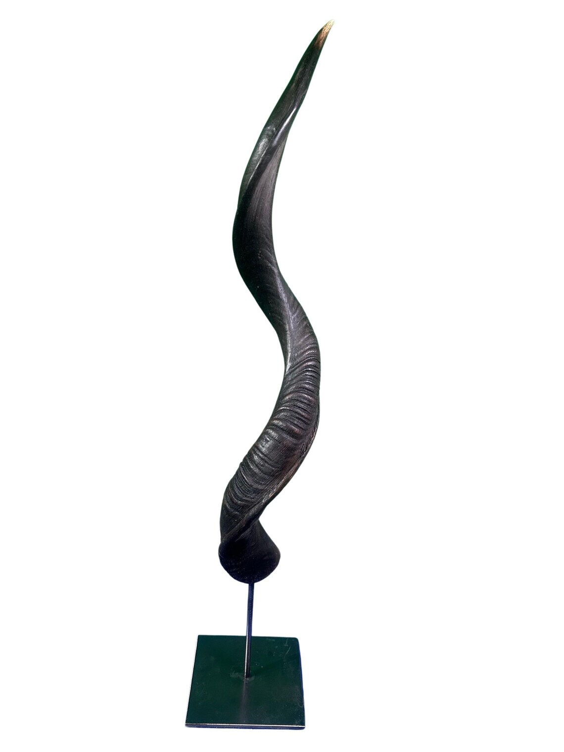 Kudu Horn on Metal Base- Real Natural Kudu Horn - Real Horn Antler for ...