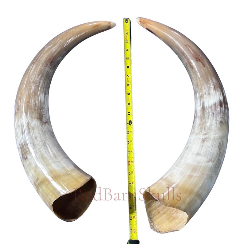 Polished Ox Horn Set (2 Horns/left and Right) - 22" Long Horns Rustic ...