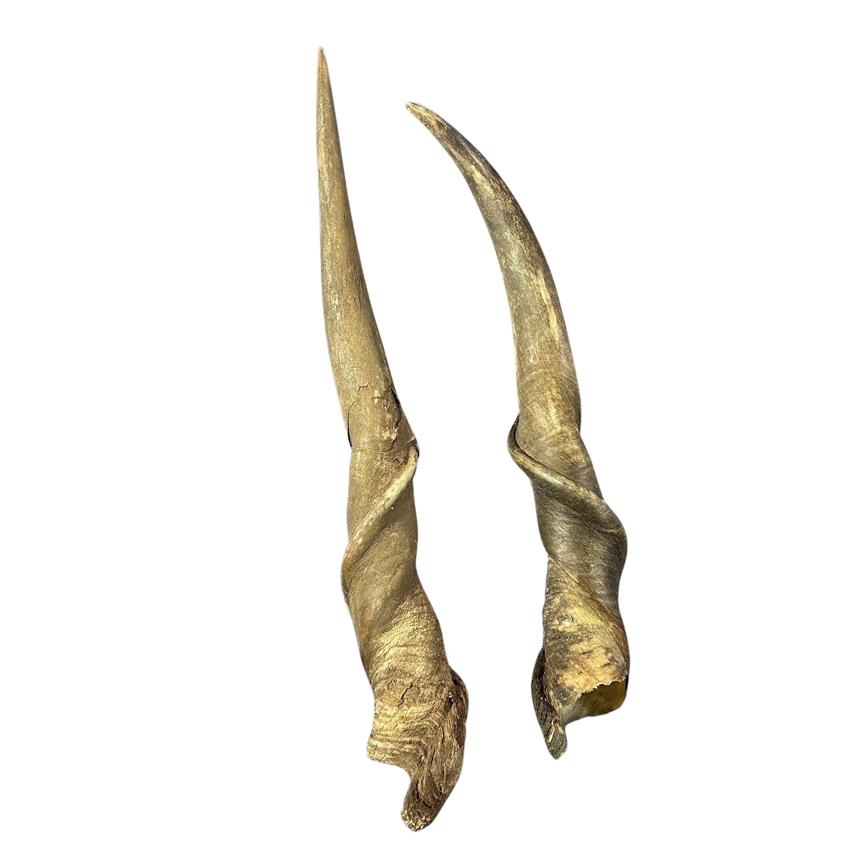 Real Eland Horn Set (2 Horns/left and Right) - Male Eland Horn Set ...