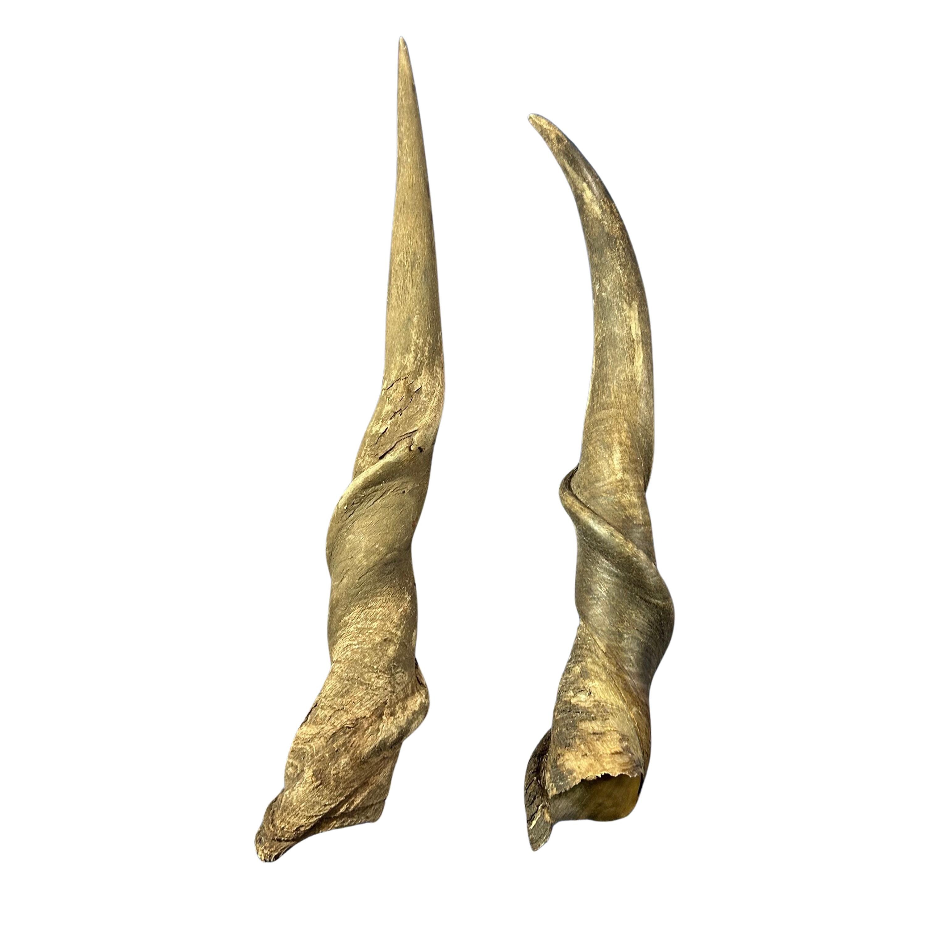 Real Eland Horn Set (2 Horns/left and Right) - Male Eland Horn Set ...