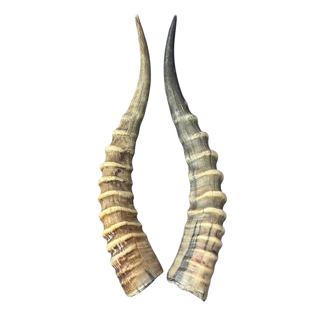 Blesbok Horn Set of 2 Horns (left and Right) Real Horn Antlers Arts and ...