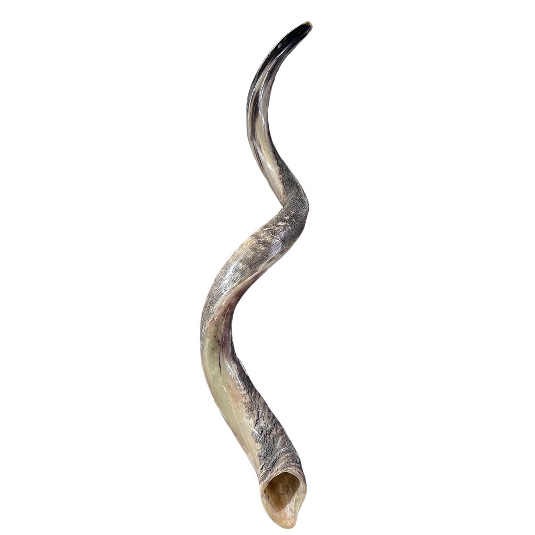 Kudu Yemenite Shofar XXL (48" Around Curls) Genuine Antelope Horn ...