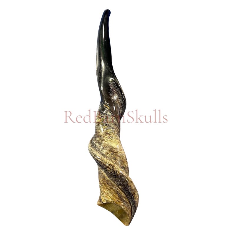 Eland Yemenite Shofar - Genuine Antelope Horn - Around 29" Long ...