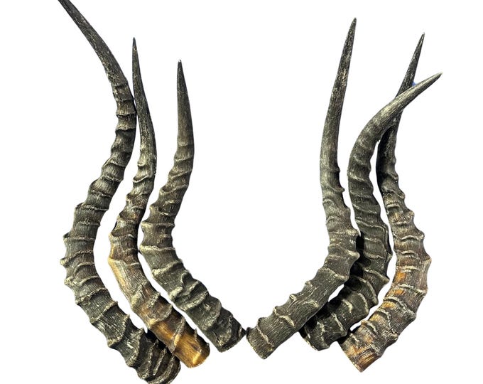 Impala Horn - Real Horn Antlers Arts and Crafts Real Horns Real Deer ...